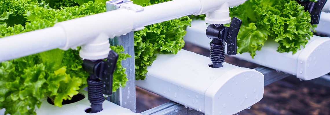 The Top 10 Ways to Avoid Pests & Disease with MegaPot - MegaPot